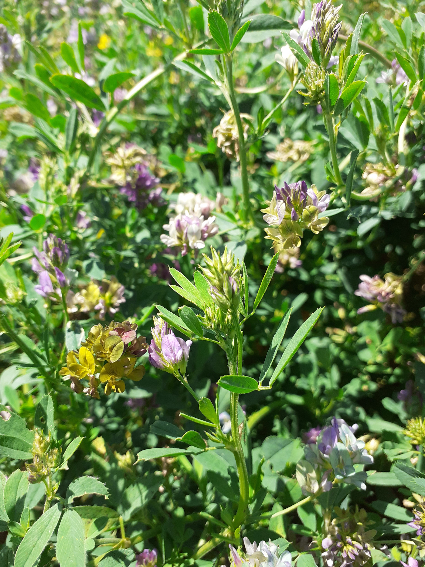 Luzerne bigarrée - Herbe-book