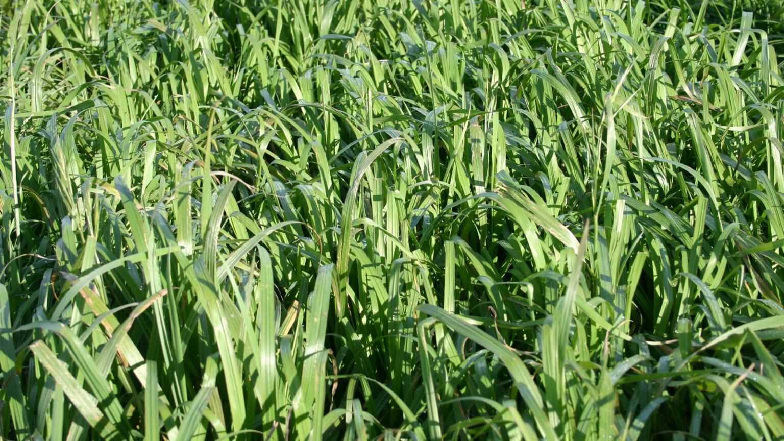 Herbe-book, le portail de référence des semences fourragères