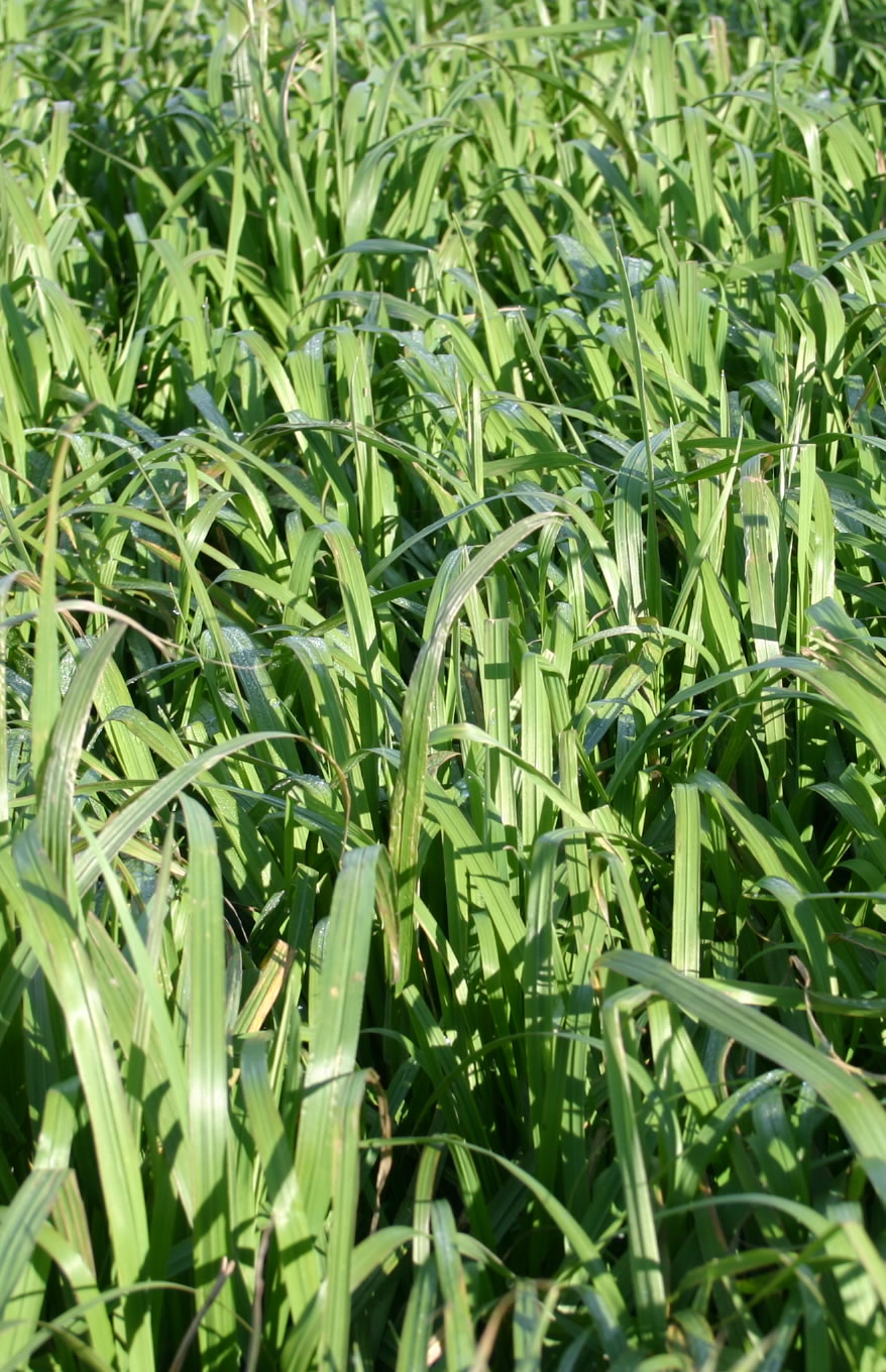 Brome sitchensis - Herbe-book