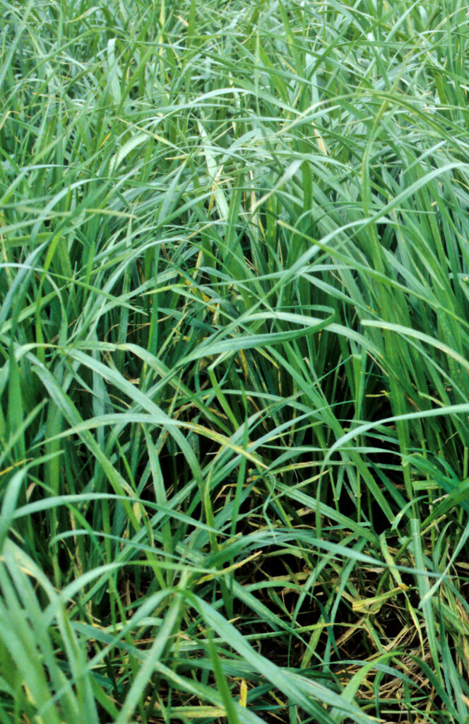 Fiches espèces - Herbe-book