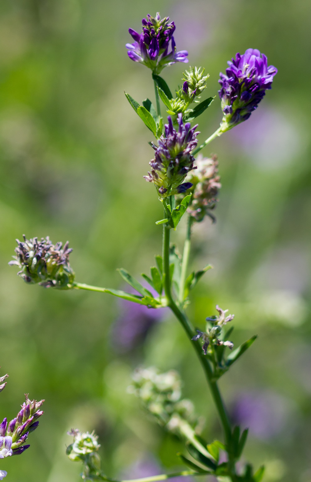 Fiches espèces - Herbe-book