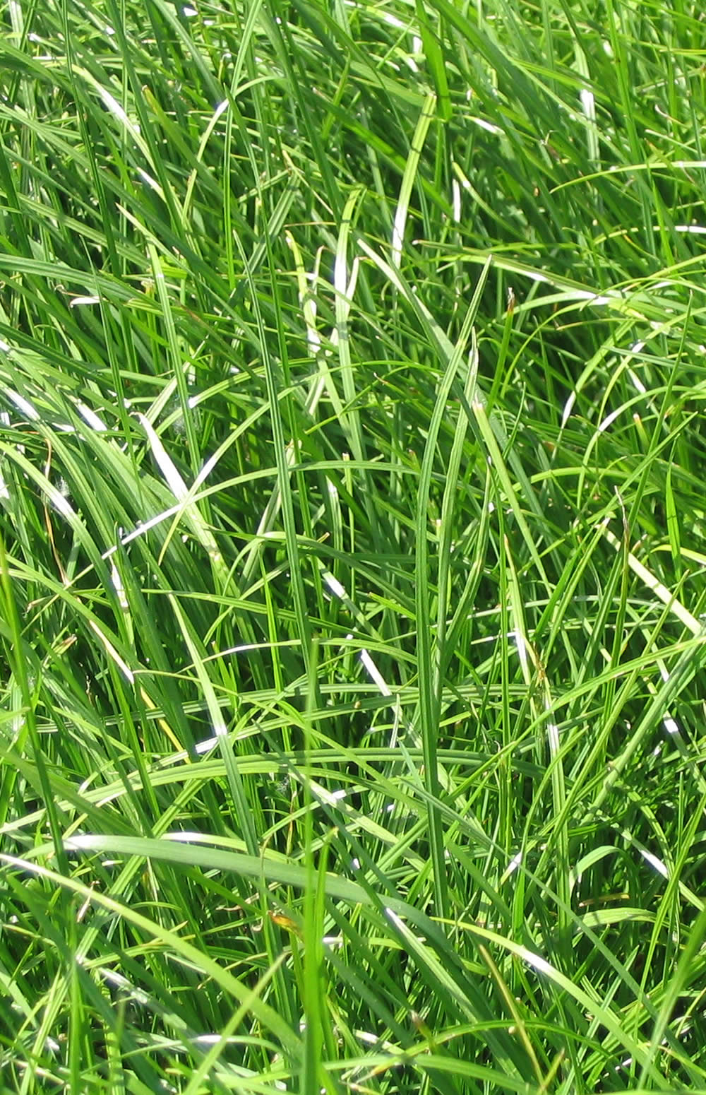 Ray-grass anglais précoce - Herbe-book