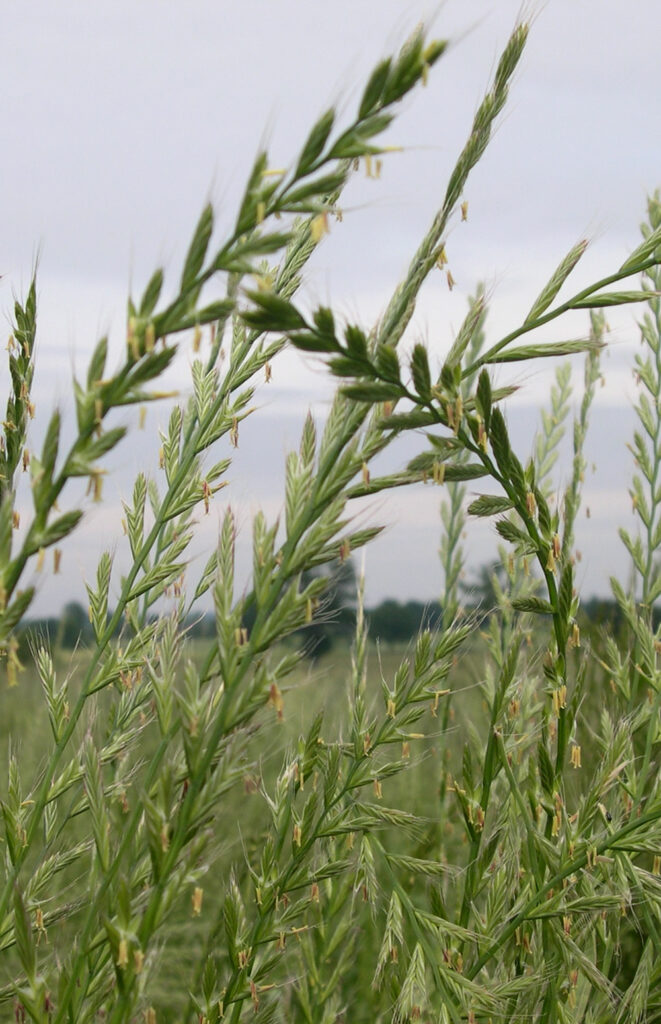 Fiches espèces - Herbe-book