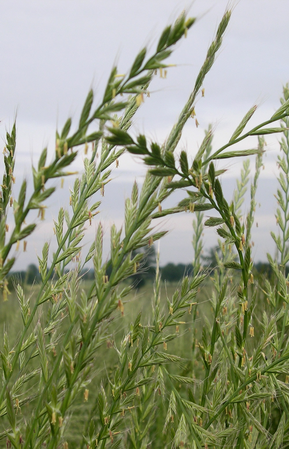 Fiches espèces - Herbe-book