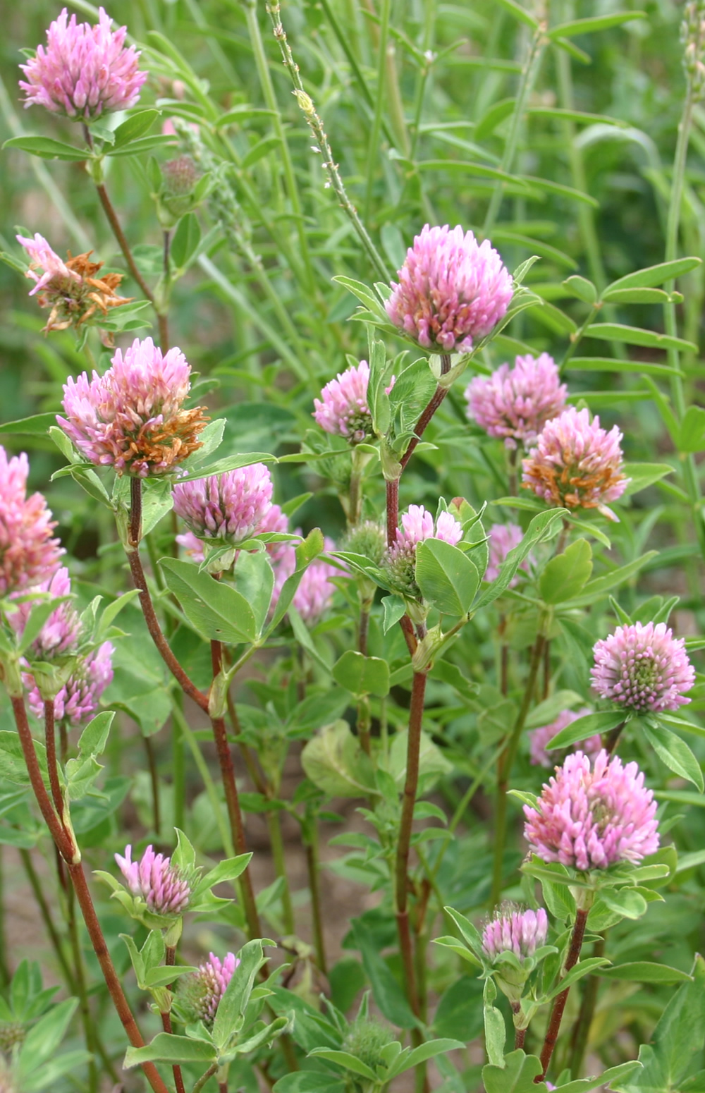 Fiches espèces - Herbe-book