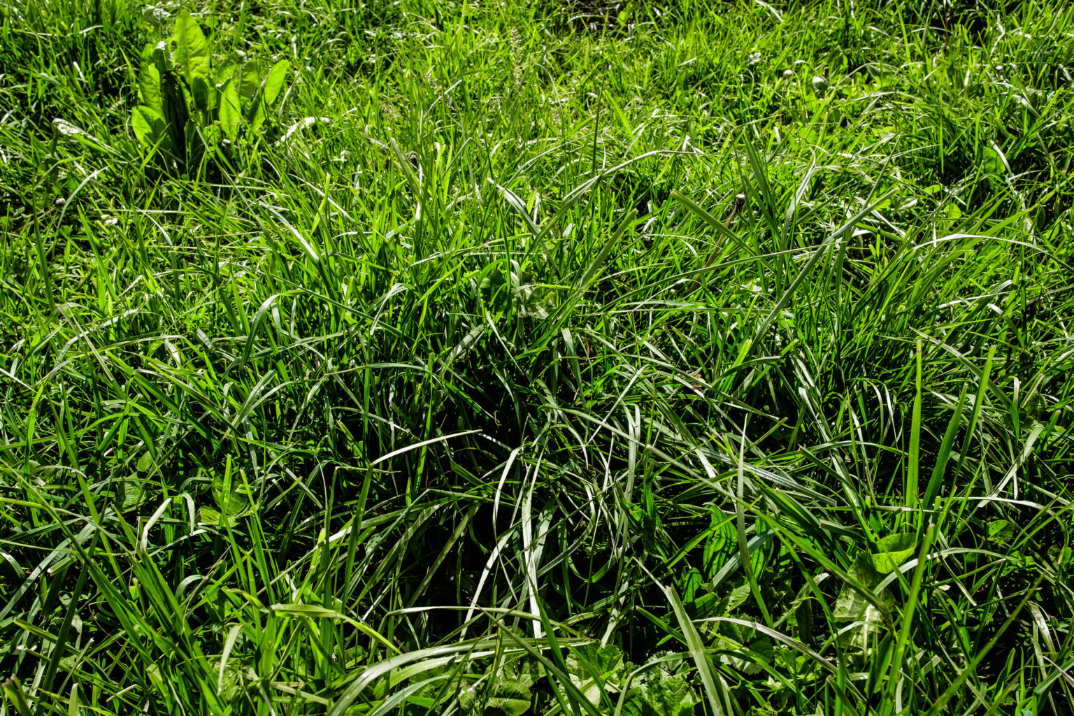 Herbe-book, le portail de référence des semences fourragères