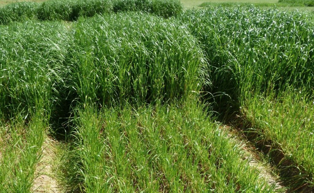 Herbe-book, le portail de référence des semences fourragères