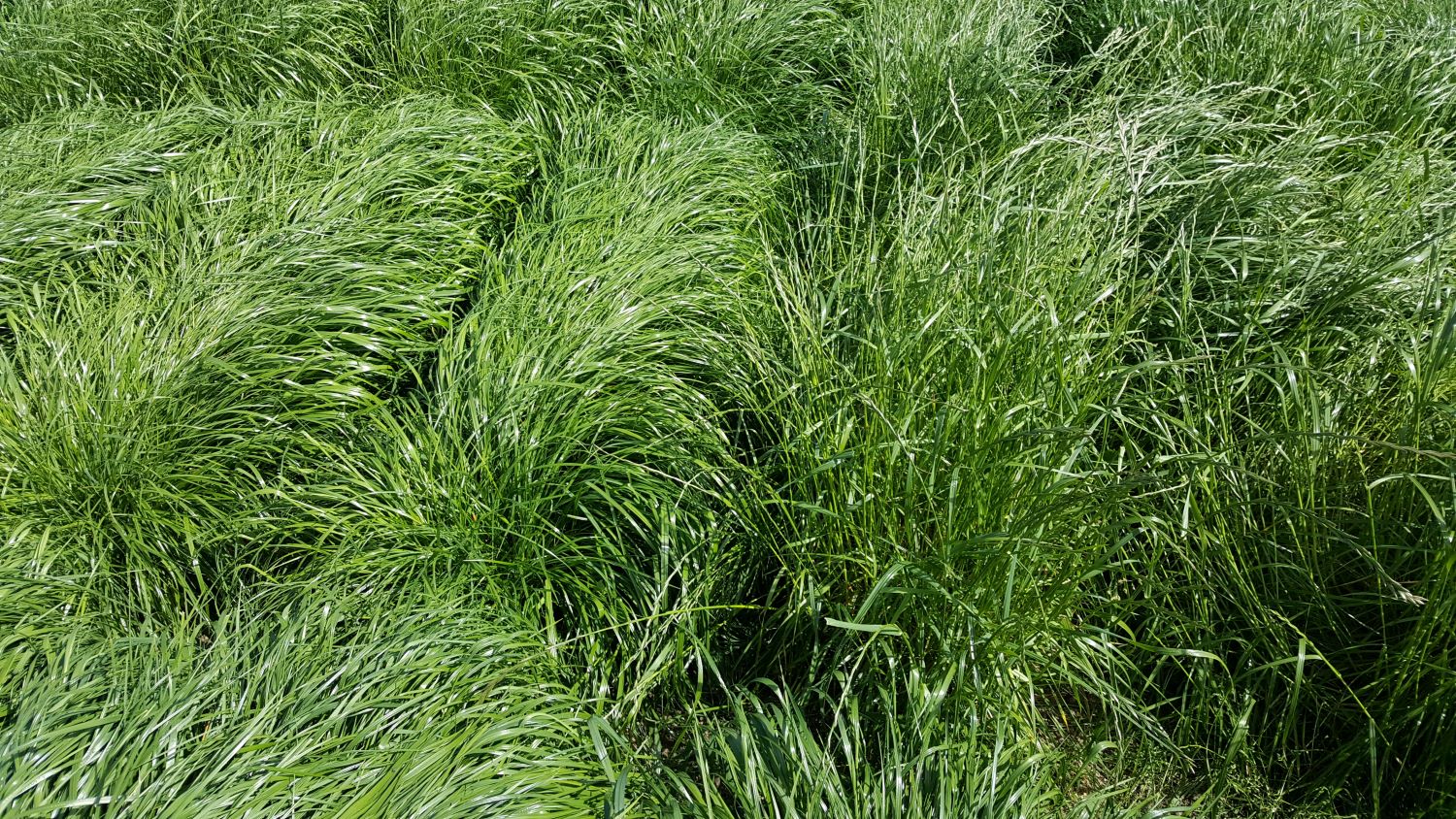 Herbe-book, le portail de référence des semences fourragères